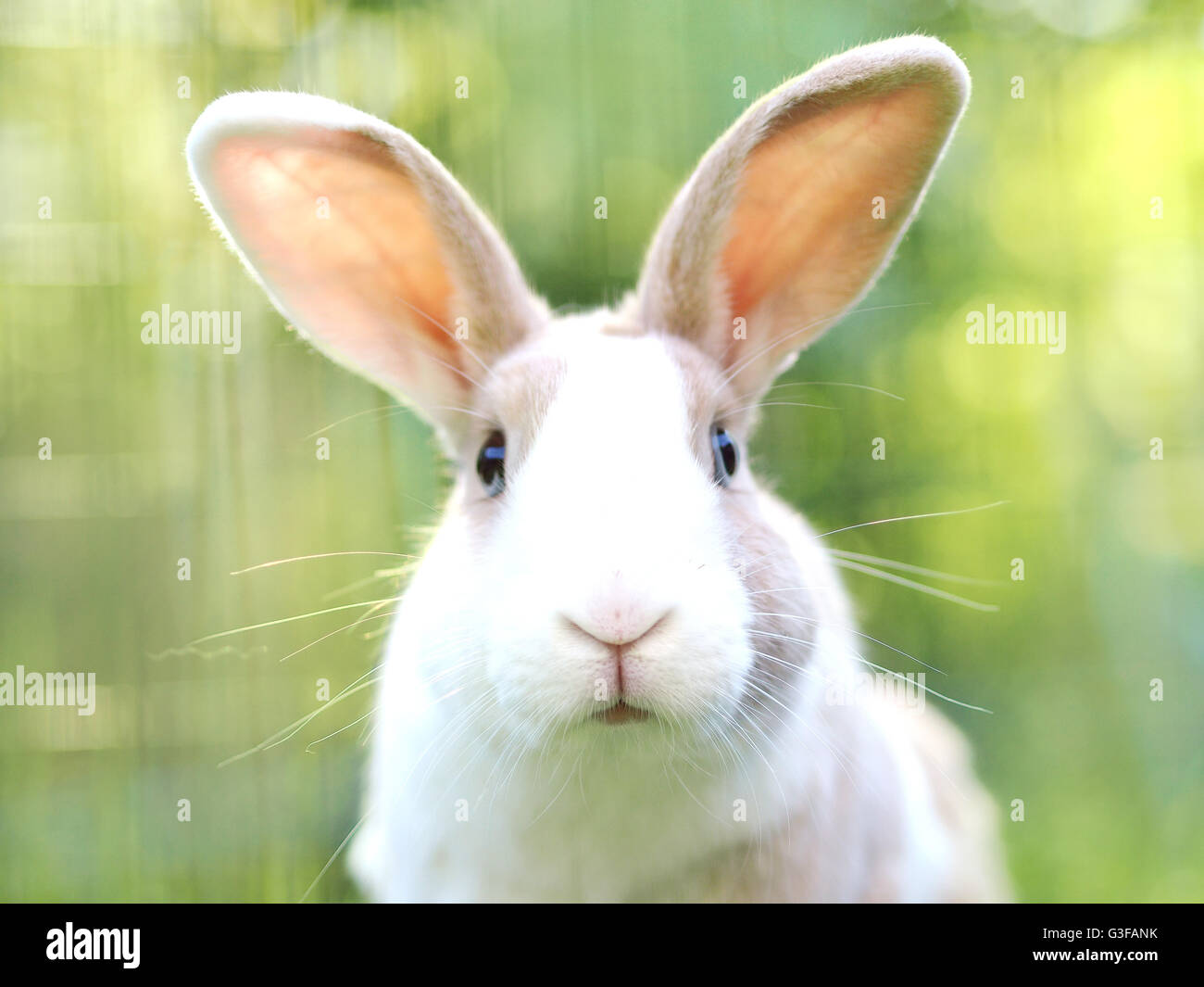 Brown, white and black colored bunny. Mix of Flemish giant and dwarf ...
