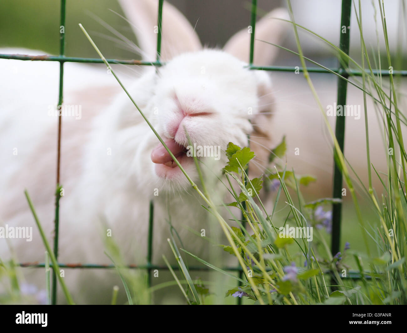 Flemish giant rabbit hi-res stock photography and images - Alamy
