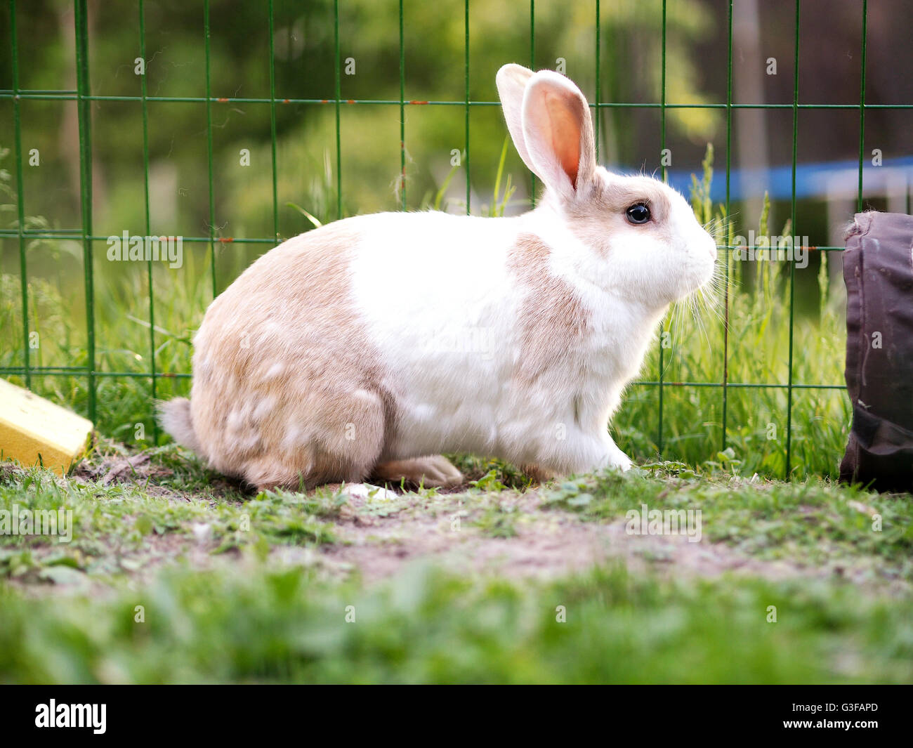 Flemish Giant Stock Photos & Flemish Giant Stock Images - Alamy