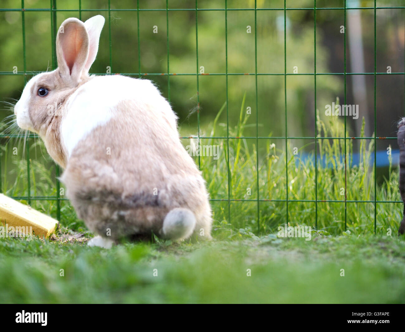 Brown, white and black colored bunny. Mix of Flemish giant and dwarf ...