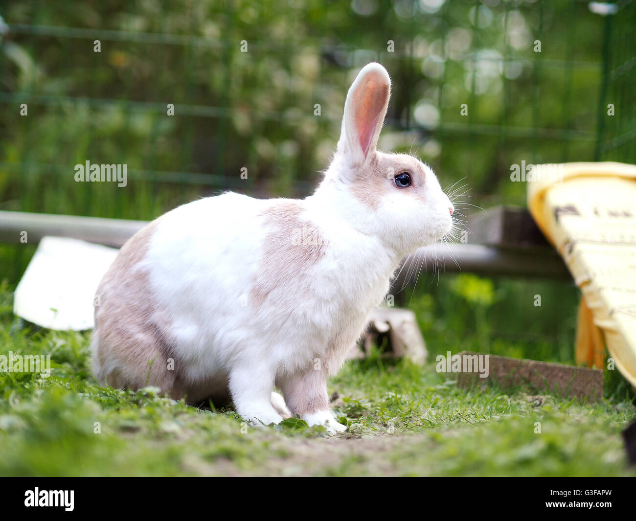 Brown, white and black colored bunny. Mix of Flemish giant and dwarf ...