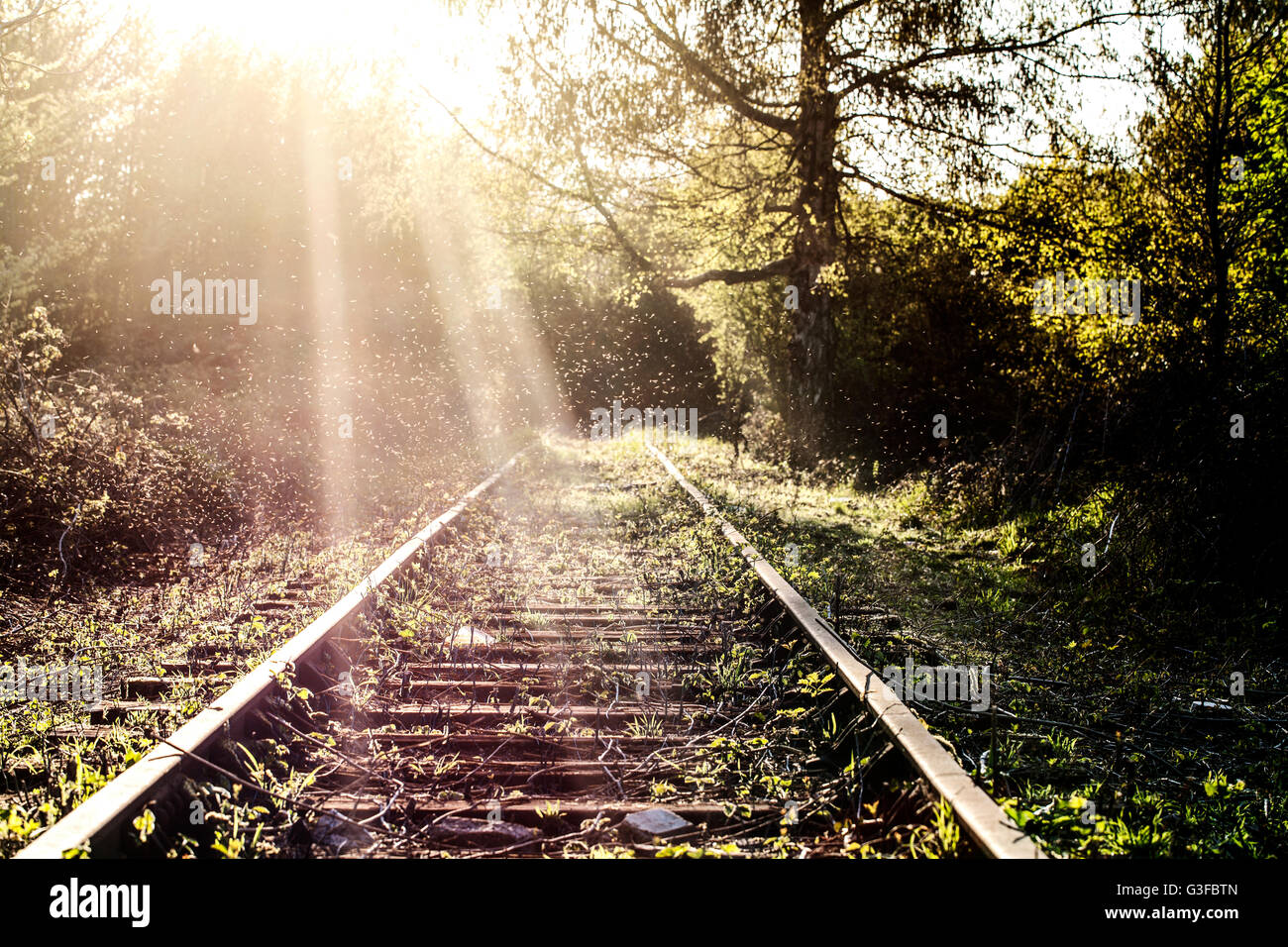 A view of the old, overgrown train line that once connected Bristol to ...