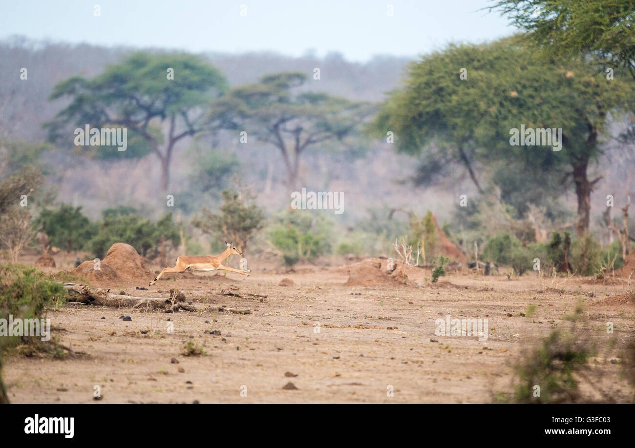 A female impala stretches her legs with a long jump in the African ...