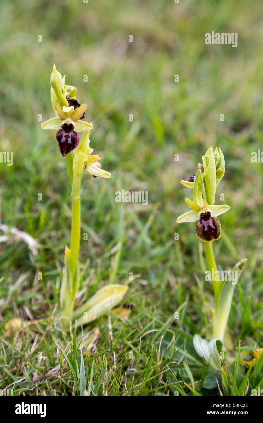 Early Spider Orchids, Purbeck Dorset, Spring 2015 Stock Photo - Alamy