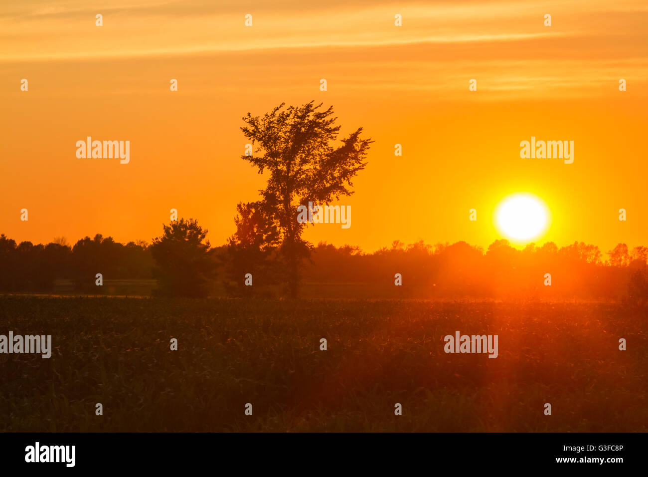 Field sunset tree farm hi-res stock photography and images - Alamy