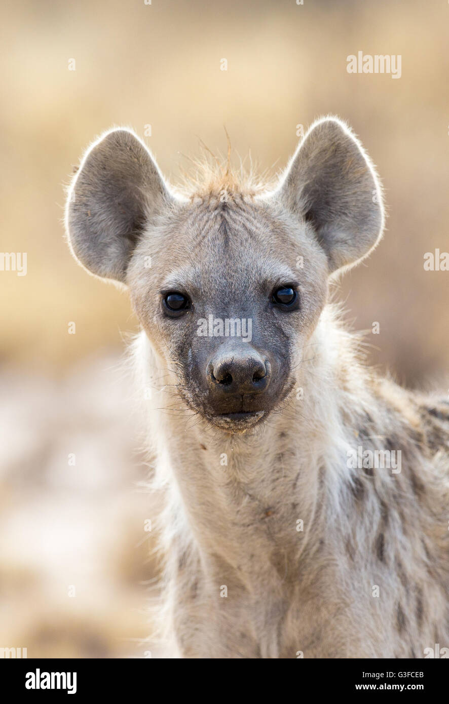 Hyena head shot hi-res stock photography and images - Alamy