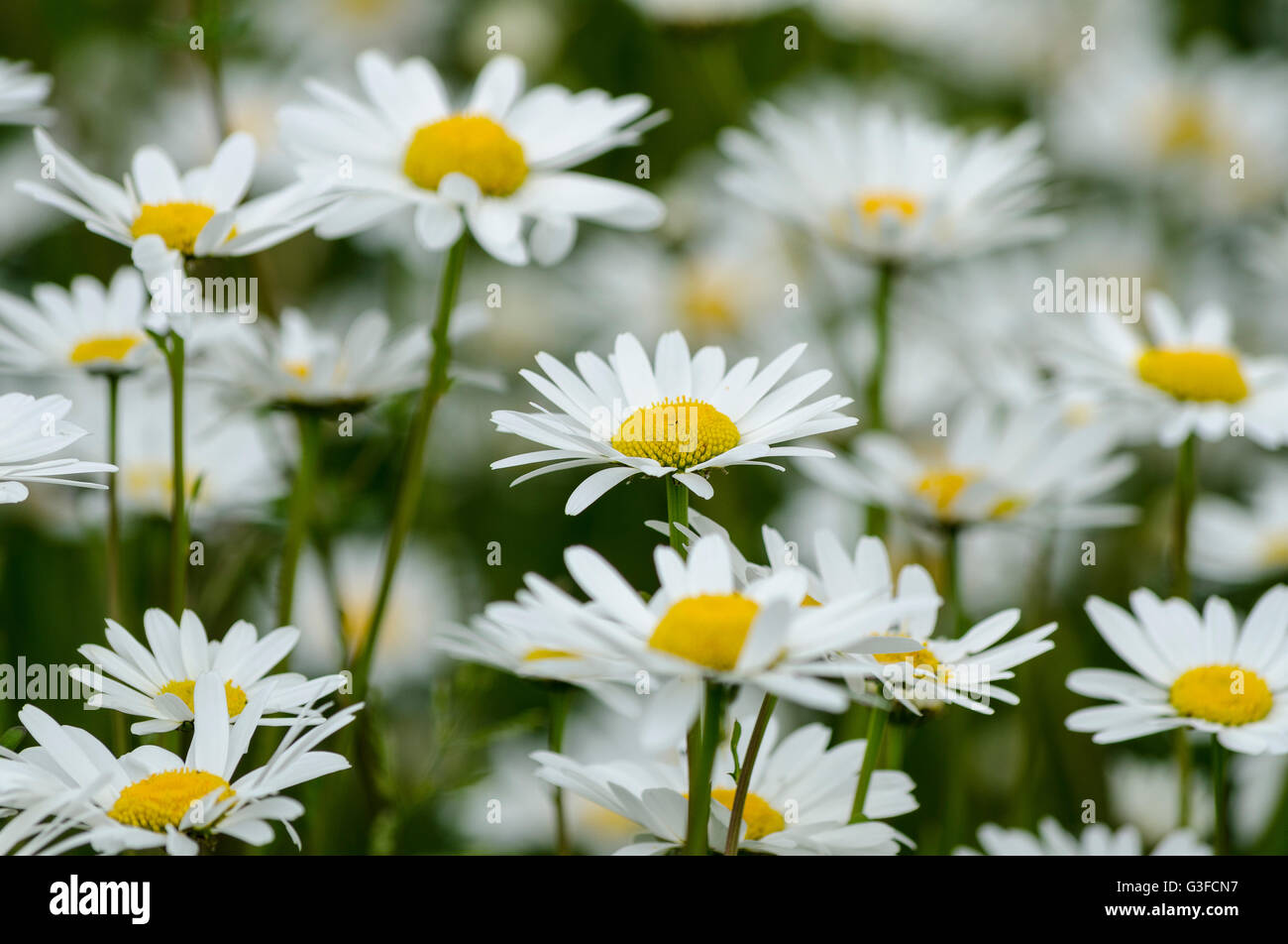 Daises flower hi-res stock photography and images - Alamy