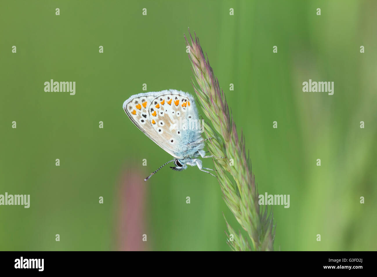 Female common blue butterfly hi-res stock photography and images - Alamy