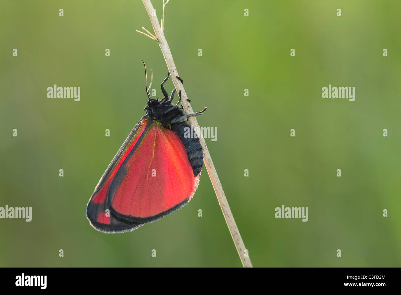 Cinnabar moth hi-res stock photography and images - Alamy