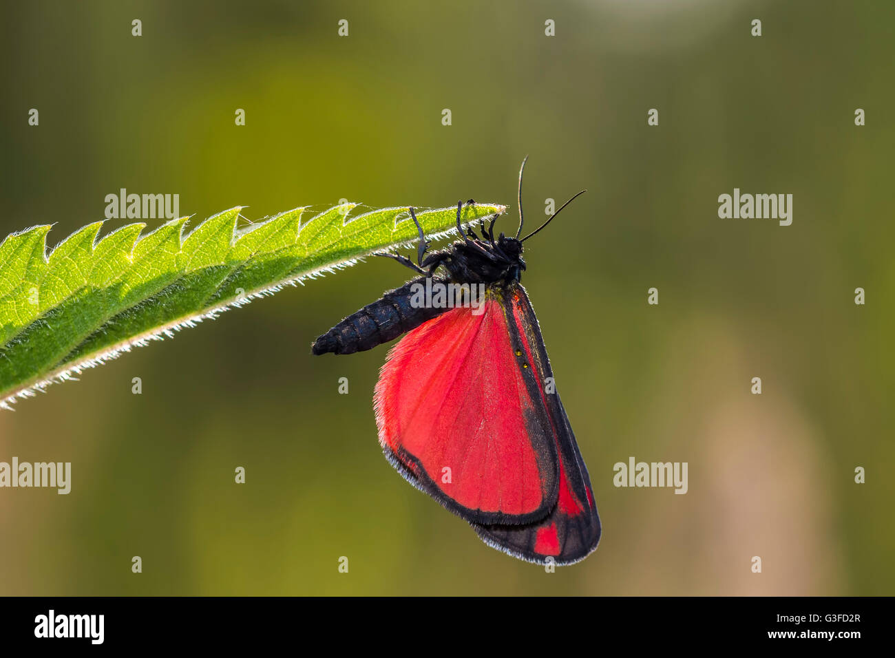 Macro close-up of the day active cinnabar moth butterfly (Tyria ...