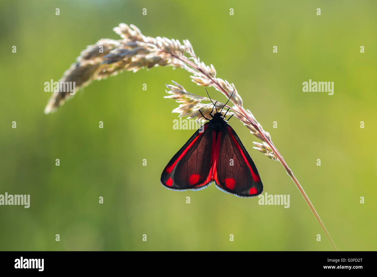 Macro close-up of the day active cinnabar moth butterfly (Tyria ...