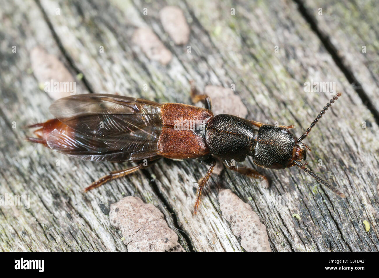 Rove beetles hi-res stock photography and images - Alamy
