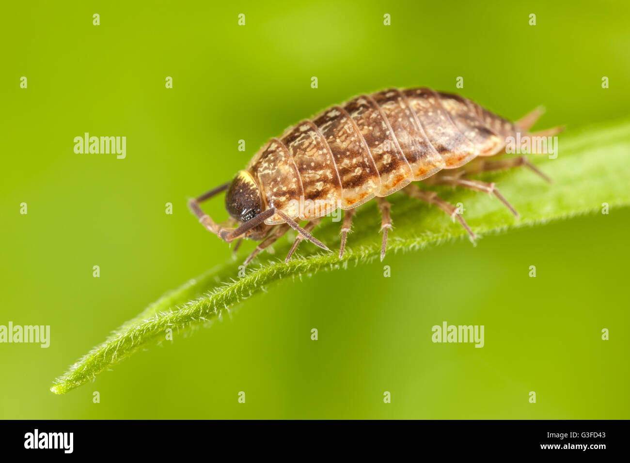 Philoscia marmorata hi-res stock photography and images - Alamy