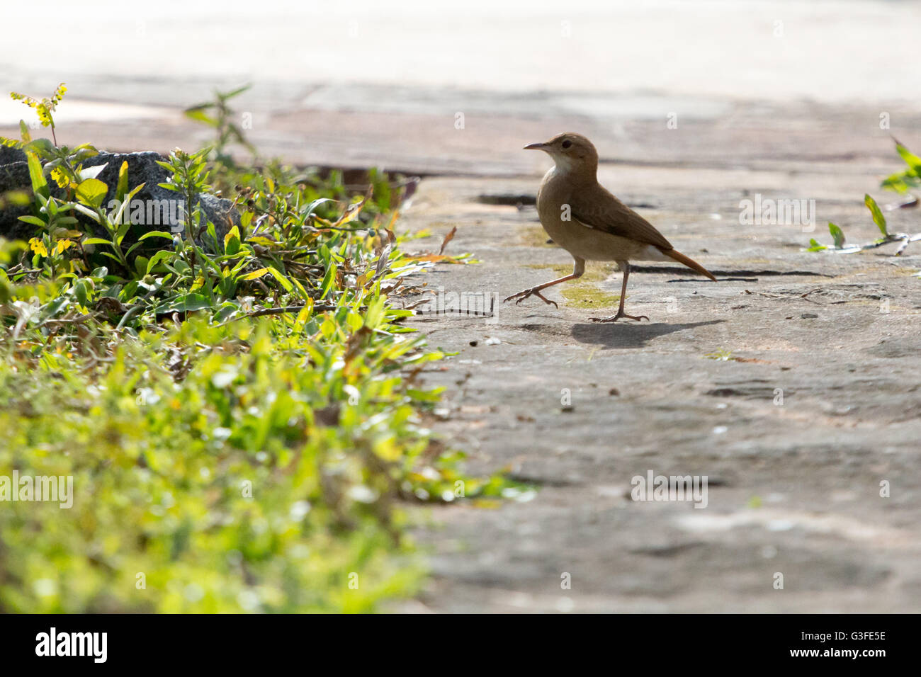 2016 animalia hi-res stock photography and images - Alamy