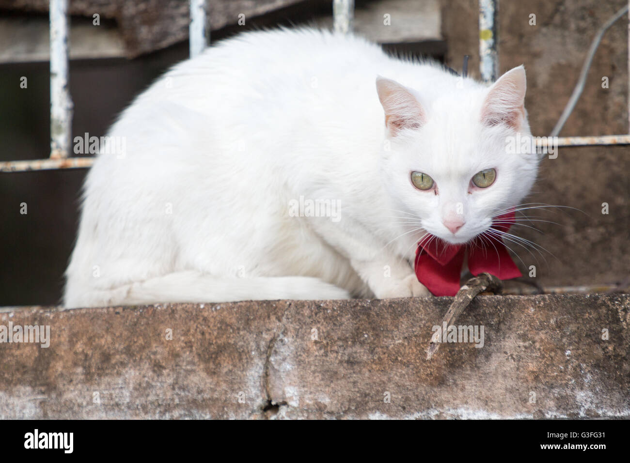 Asuncion, Paraguay. 10th June, 2016. A white domestic cat with red bow ...