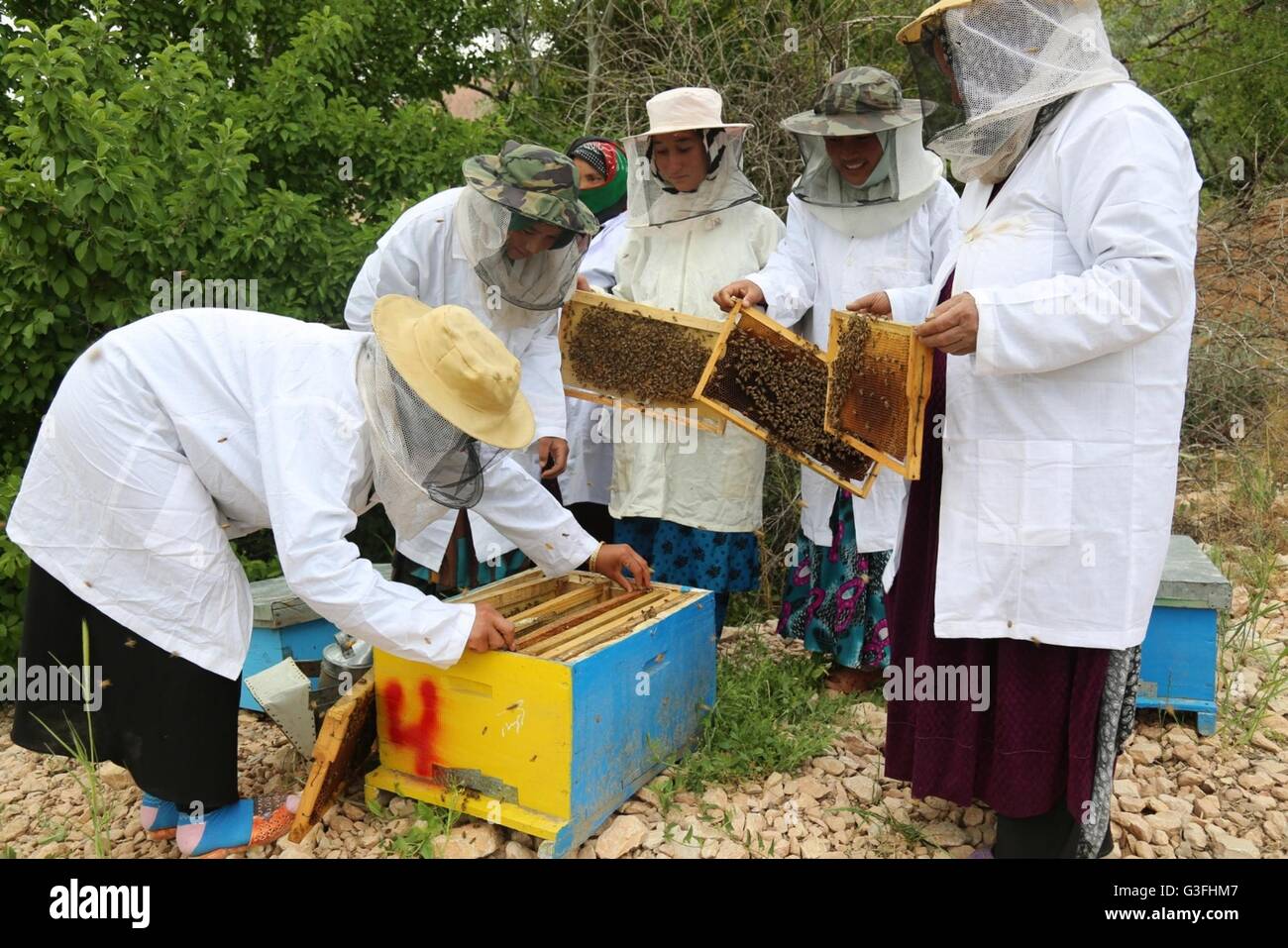 Bamyan, Afghanistan. 10th June, 2016. Afghan farmers work at a bee farm ...