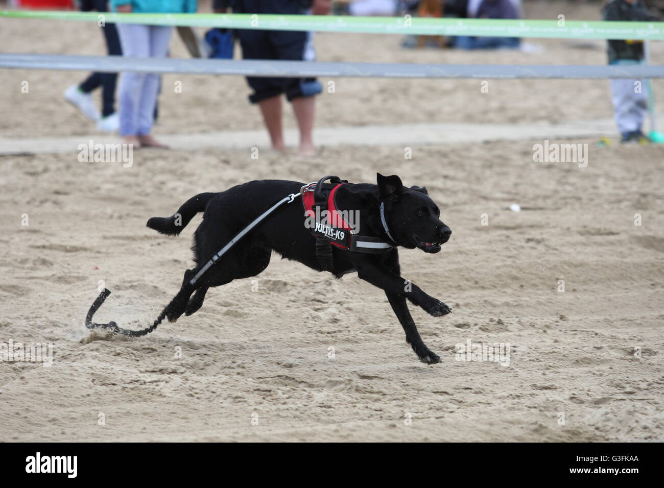 Man and dogs on beach in storm hi-res stock photography and images - Alamy