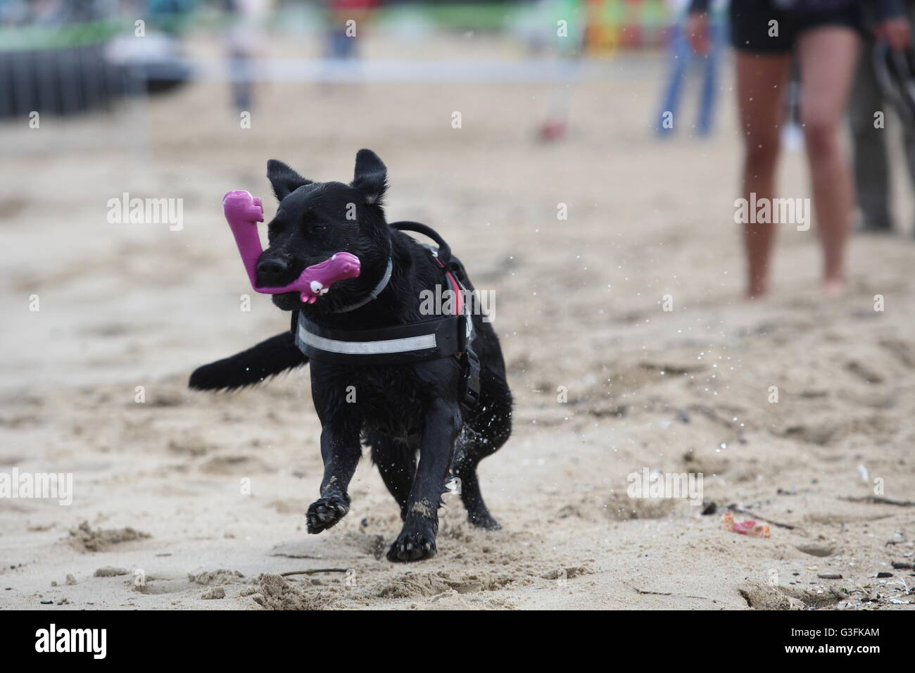 Water rescue dogs hi-res stock photography and images - Alamy