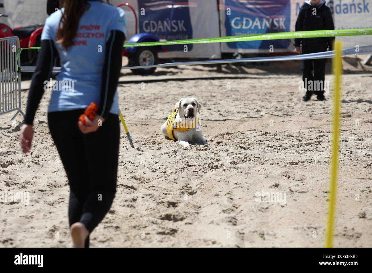 Rescue dog newfoundland swimming hi-res stock photography and images ...