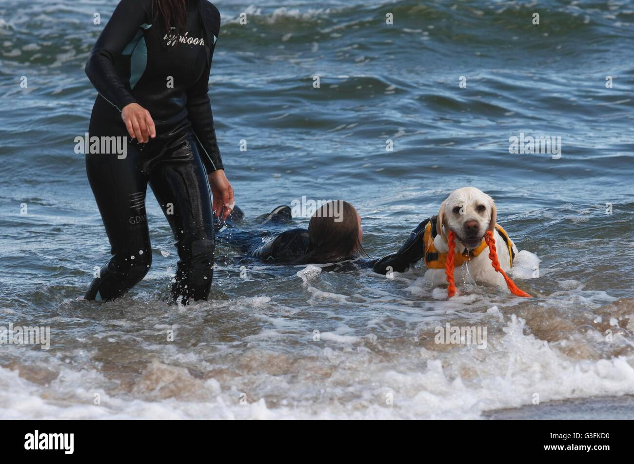 Gdansk, Poland. 11th June, 2016. Dozen rescue dogs took part in the 2nd ...
