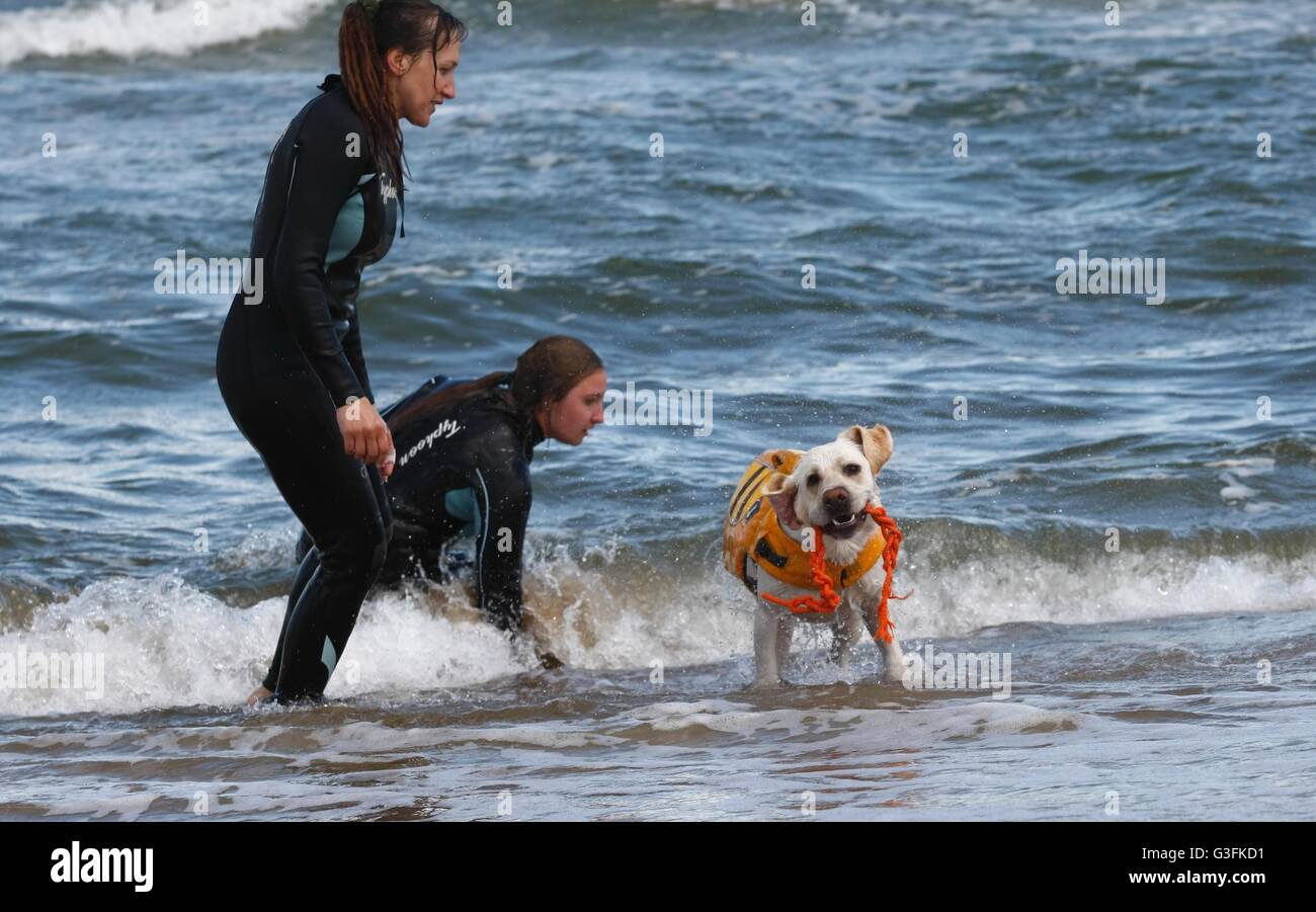 Gdansk, Poland. 11th June, 2016. Dozen rescue dogs took part in the 2nd ...