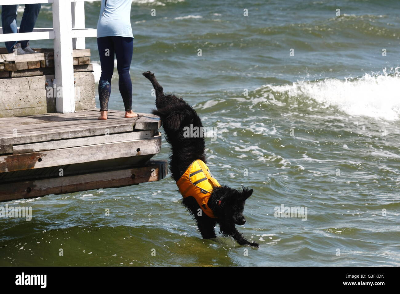Rescue dog newfoundland swimming hi-res stock photography and images ...
