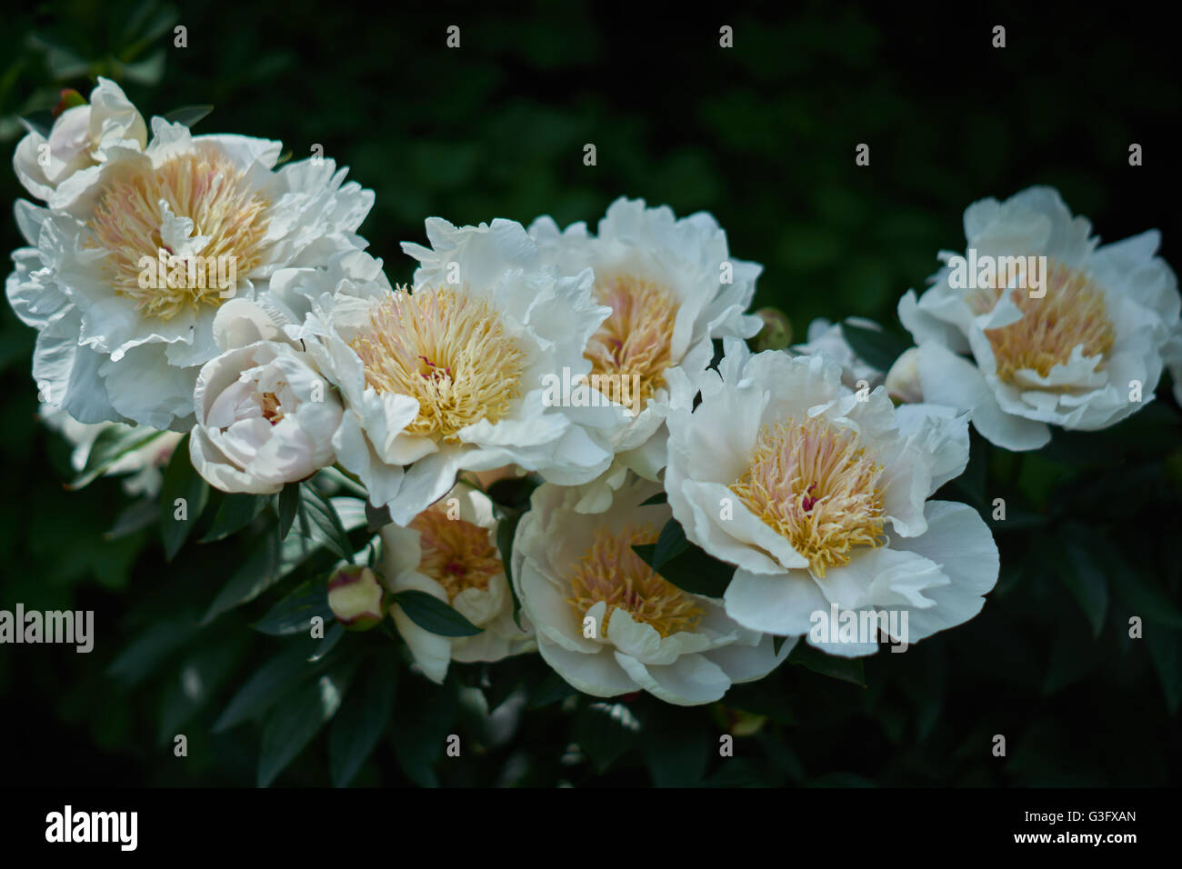 White peonies hi-res stock photography and images - Alamy
