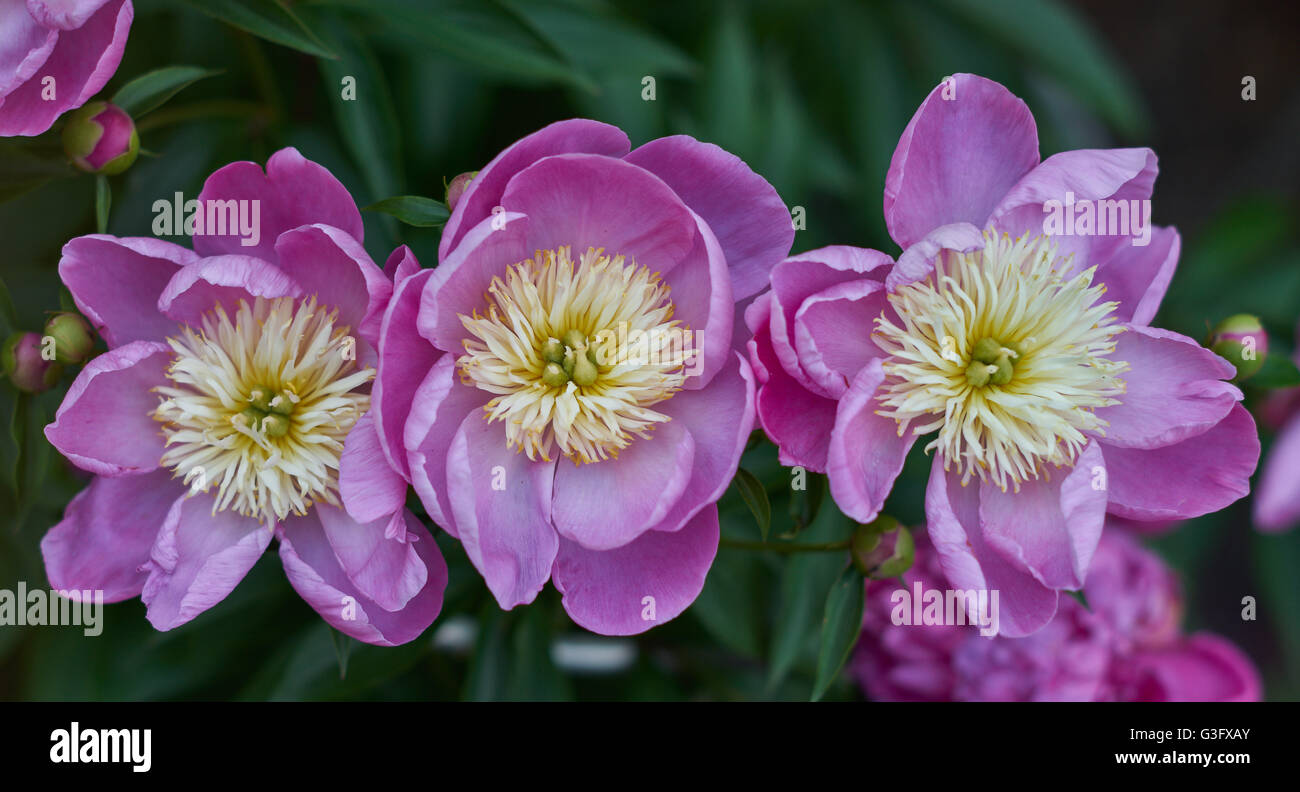 Three pink peonies peony close up Peonia Stock Photo - Alamy