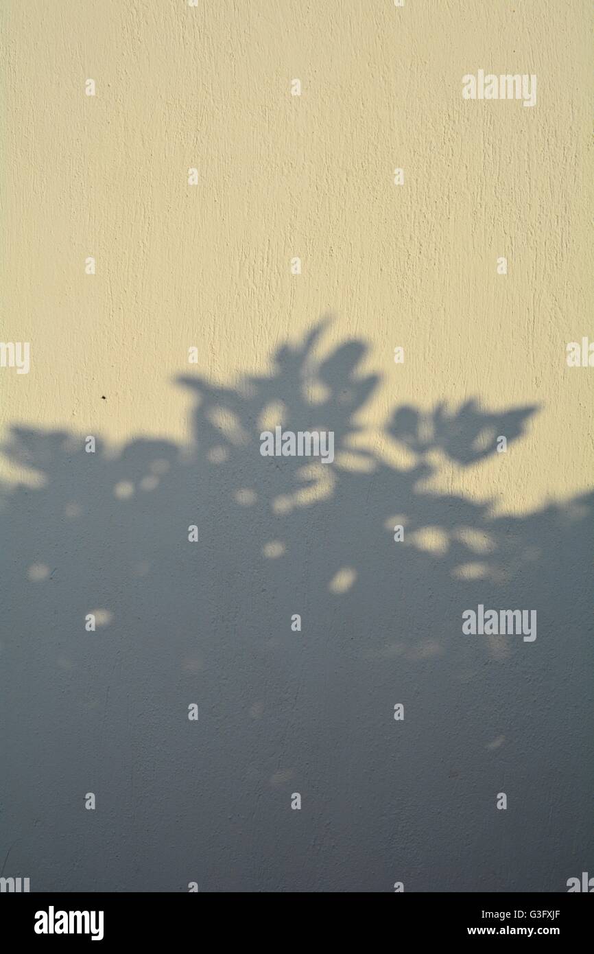 shadow of leaves on a wall in skopelos, greece Stock Photo - Alamy