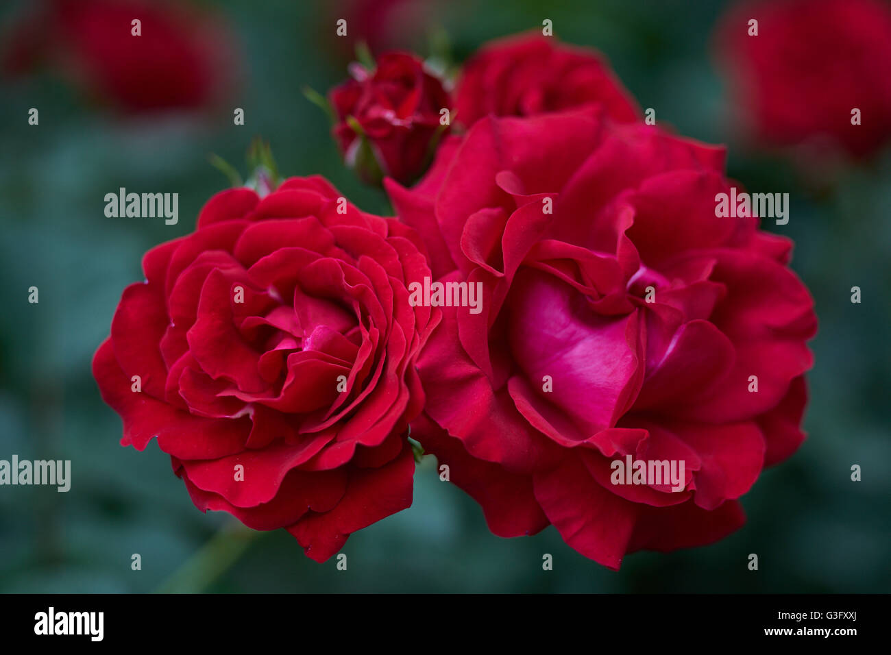 Scarlet rose hi-res stock photography and images - Alamy