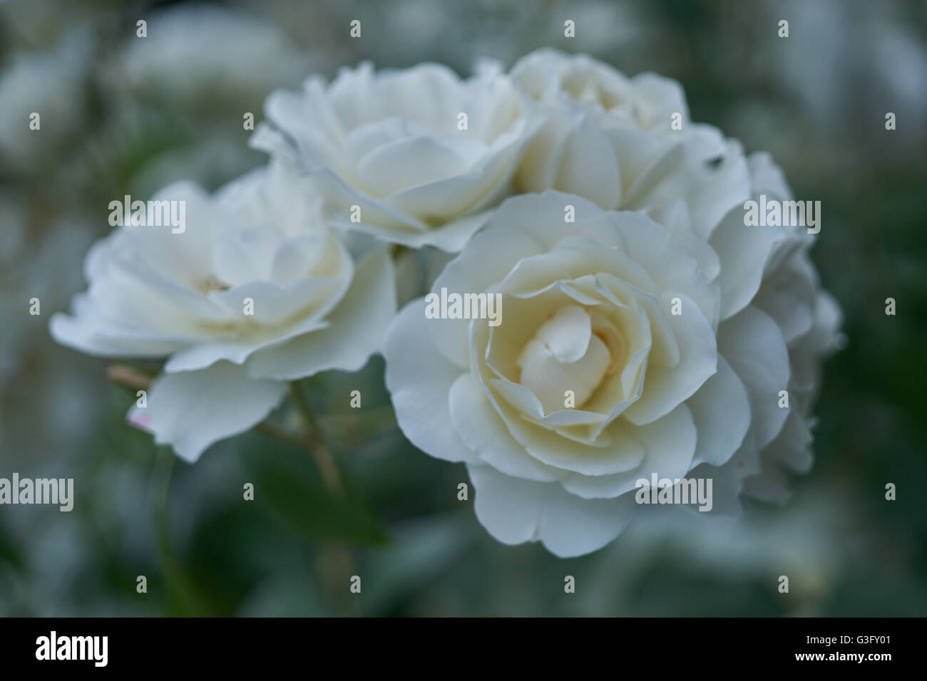 Close up rose hi-res stock photography and images - Alamy