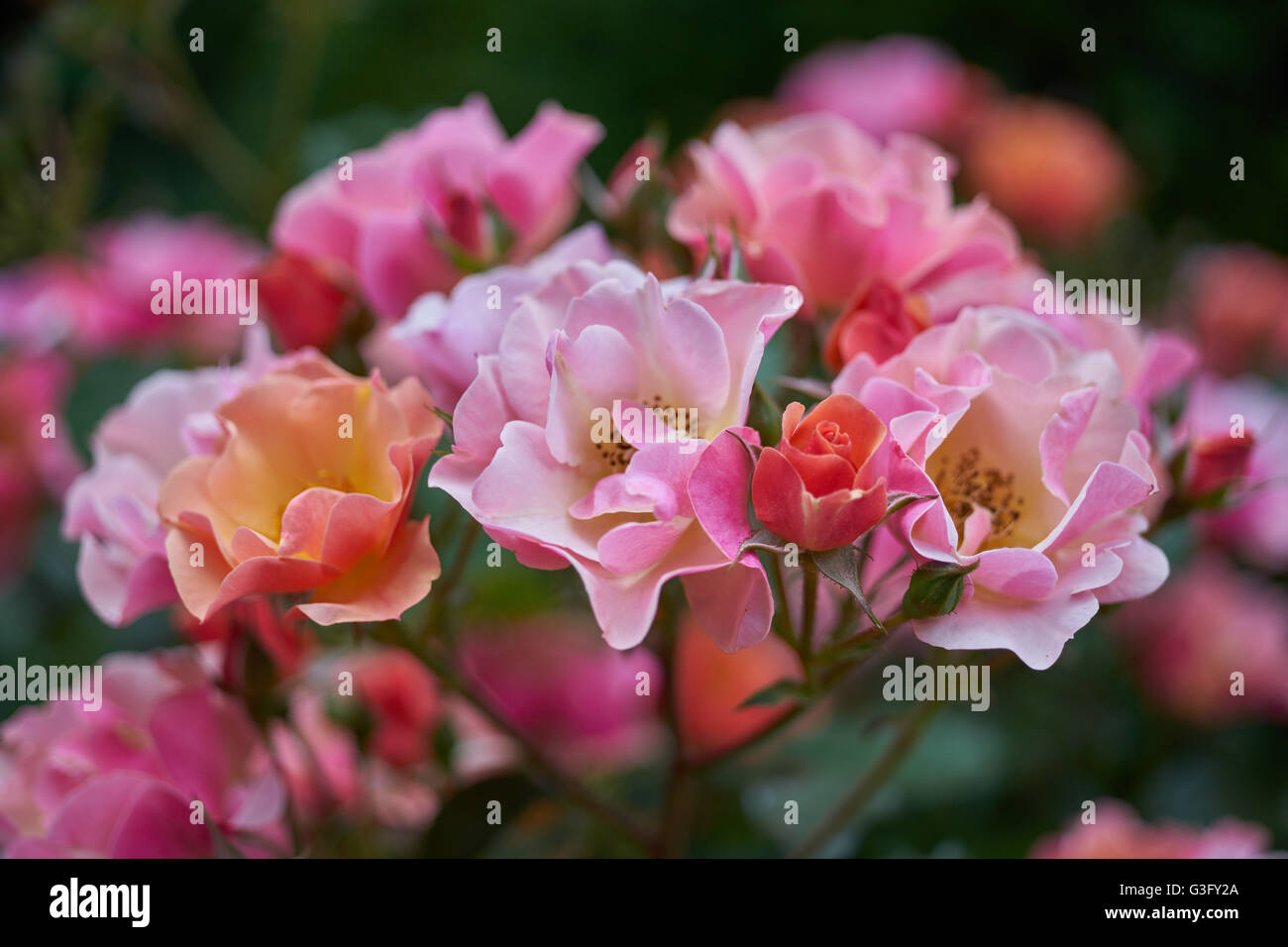 Multicolor rose jazz hi-res stock photography and images - Alamy
