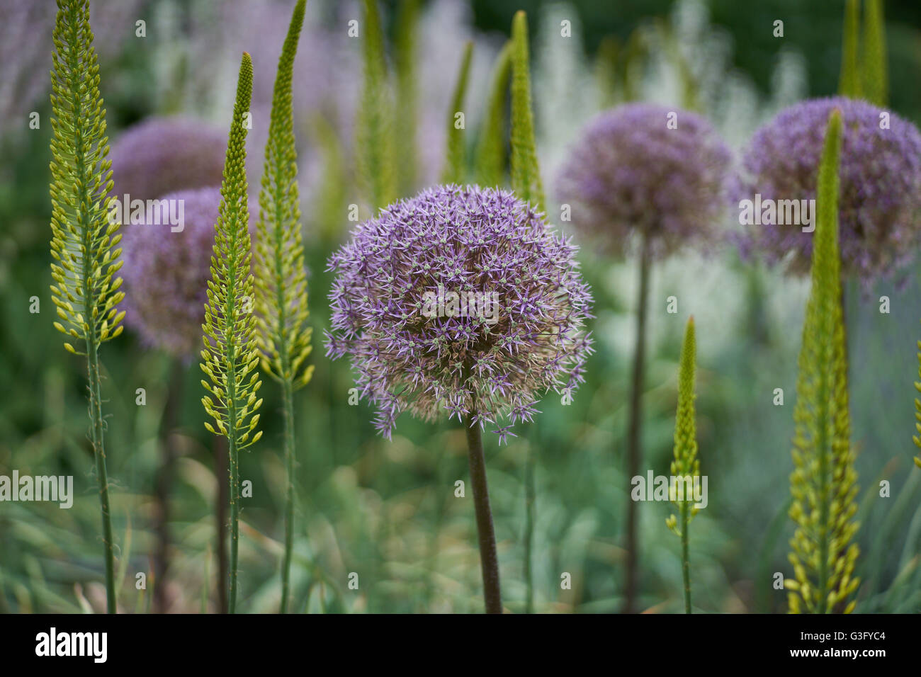 Foxtail lily cleopatra hi-res stock photography and images - Alamy