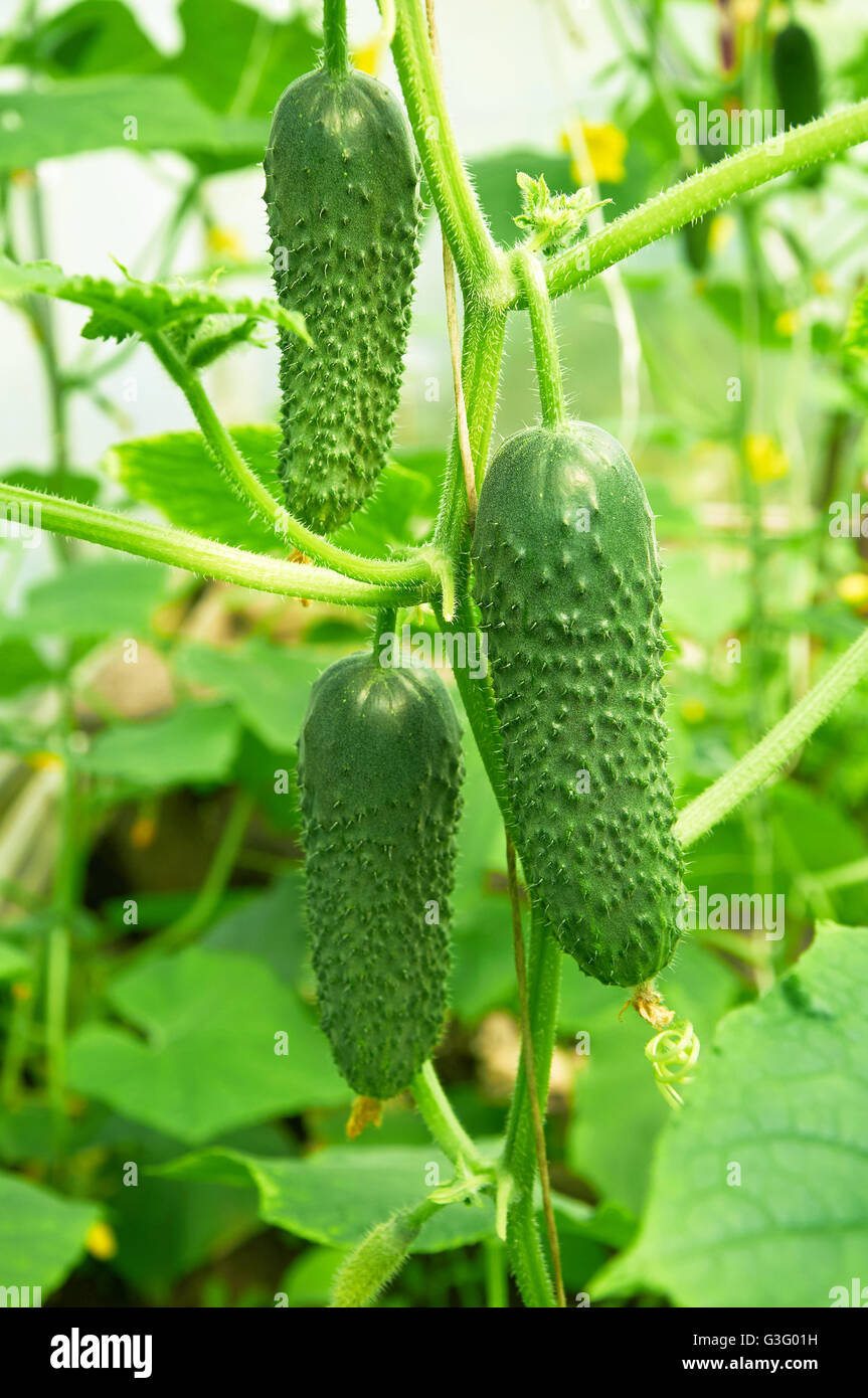Thorny cucumber hi-res stock photography and images - Alamy