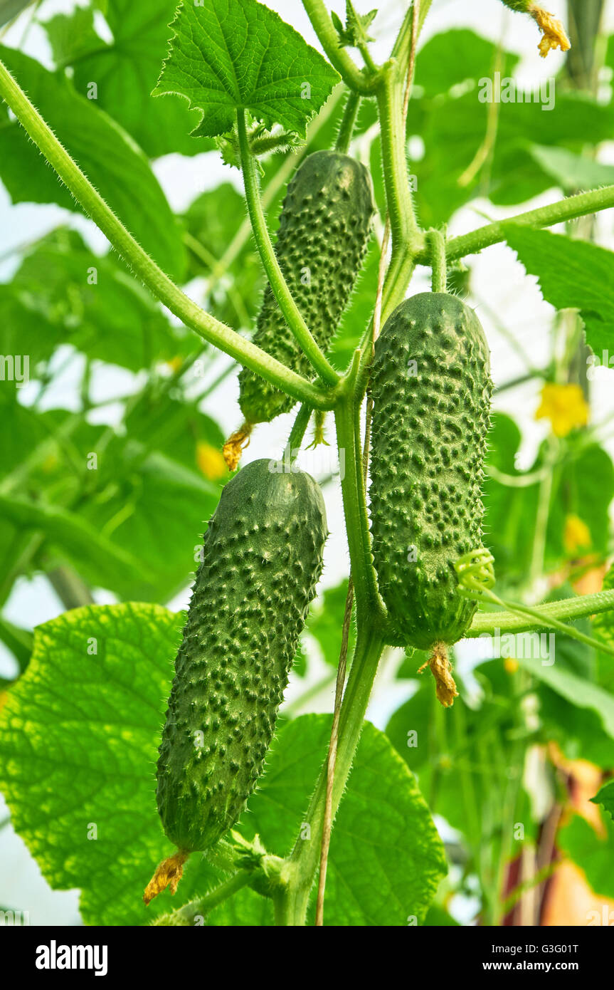 Fresh green cucumber on bush hi-res stock photography and images - Alamy