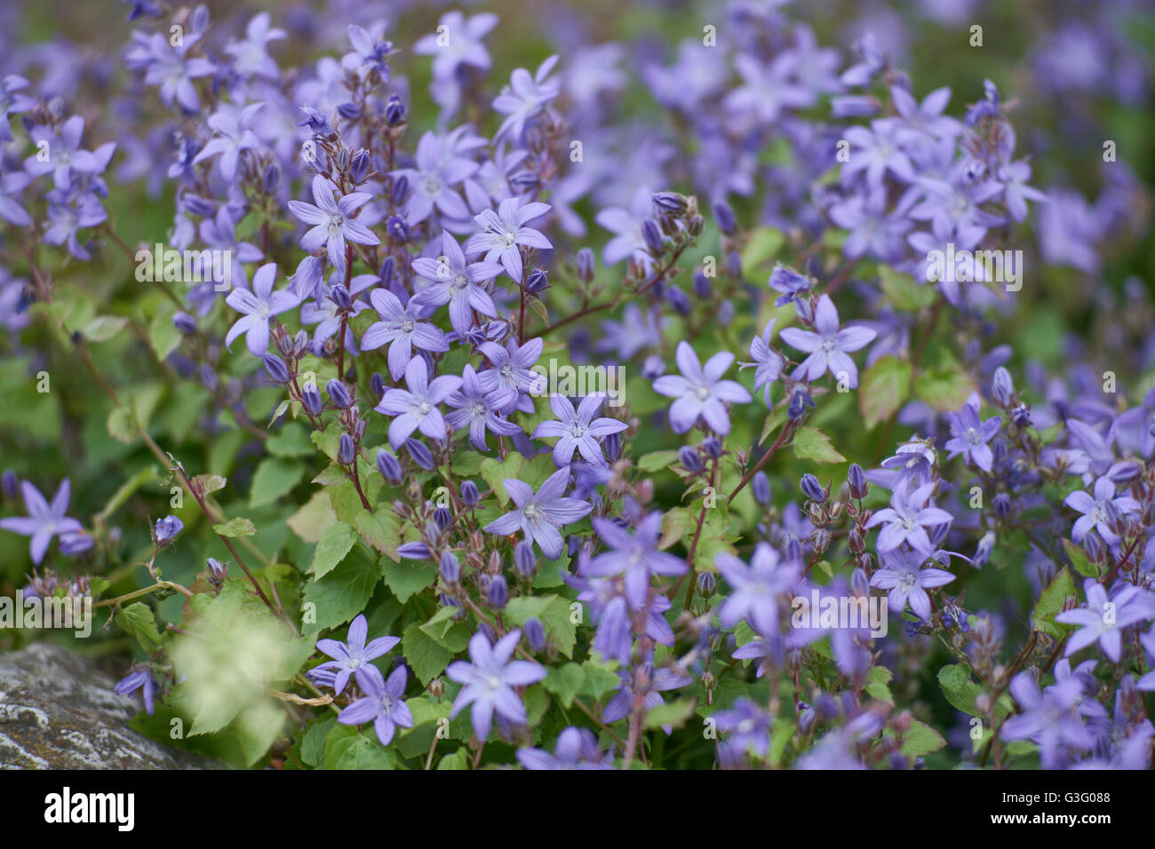 Campanula poscharskyana bellflower hi-res stock photography and images ...