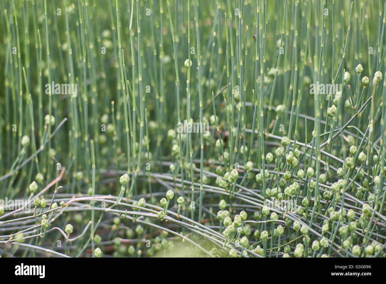 Ephedra hi-res stock photography and images - Alamy