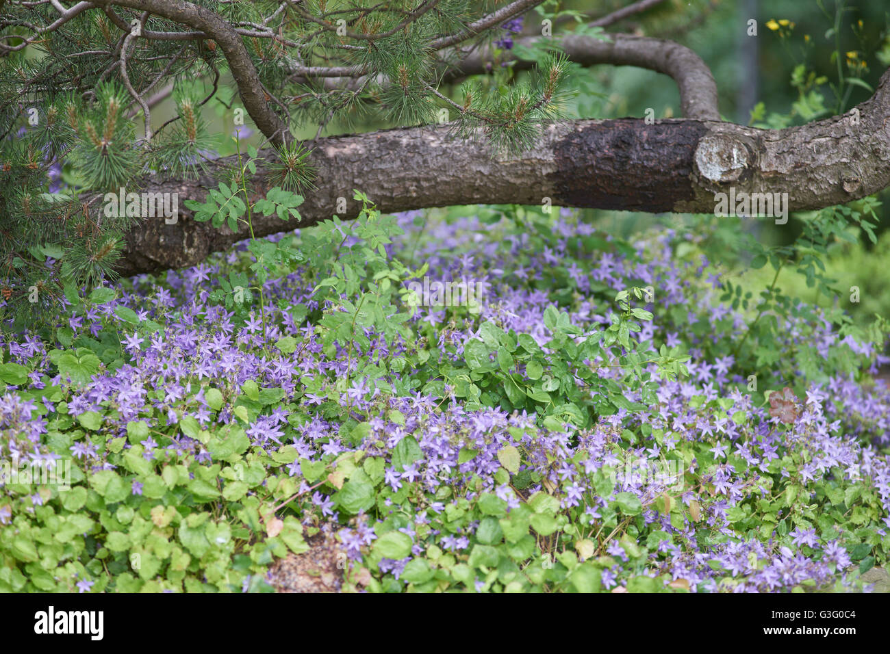 Campanula poscharskyana bellflower hi-res stock photography and images ...