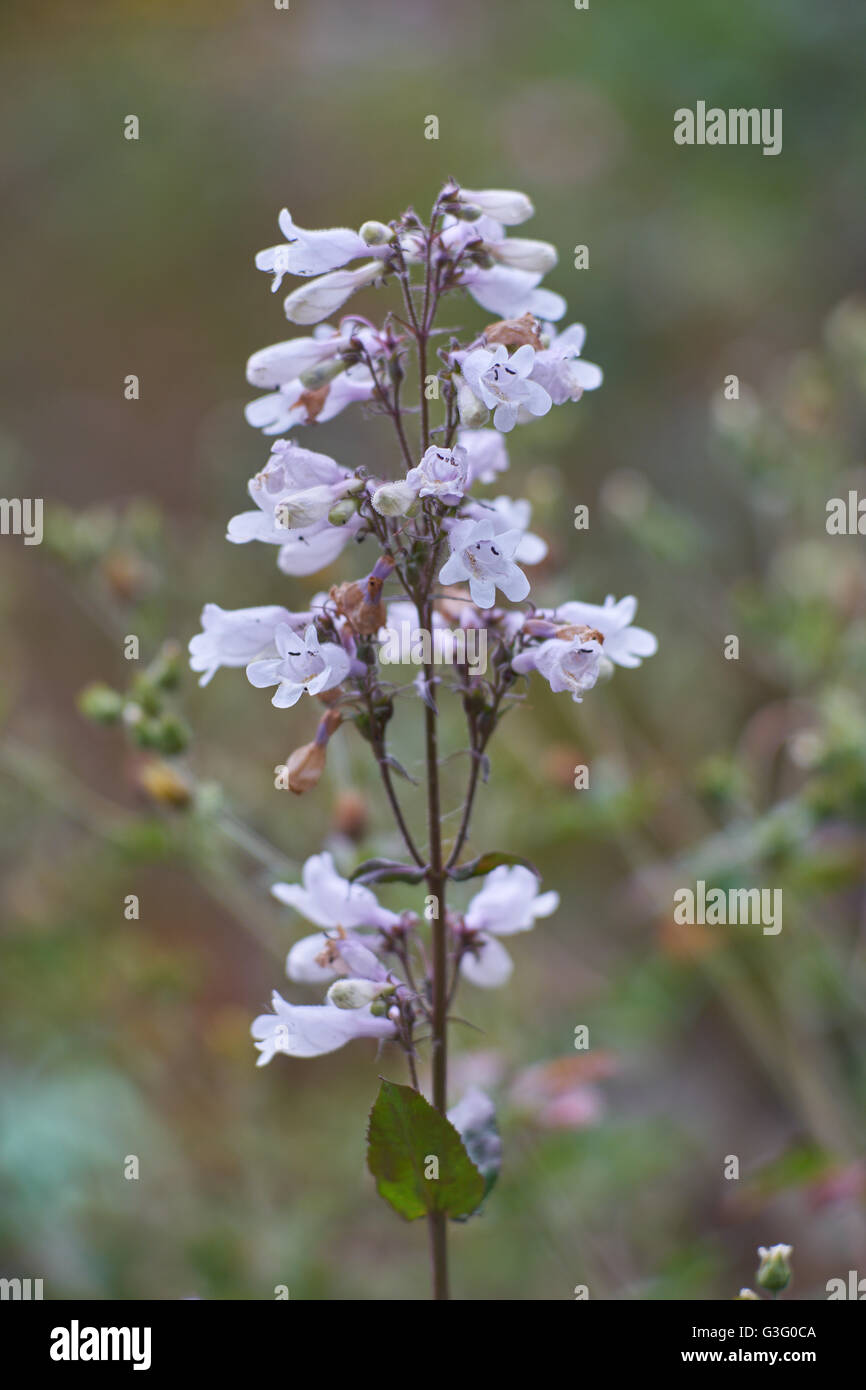 Penstemon Digitalis