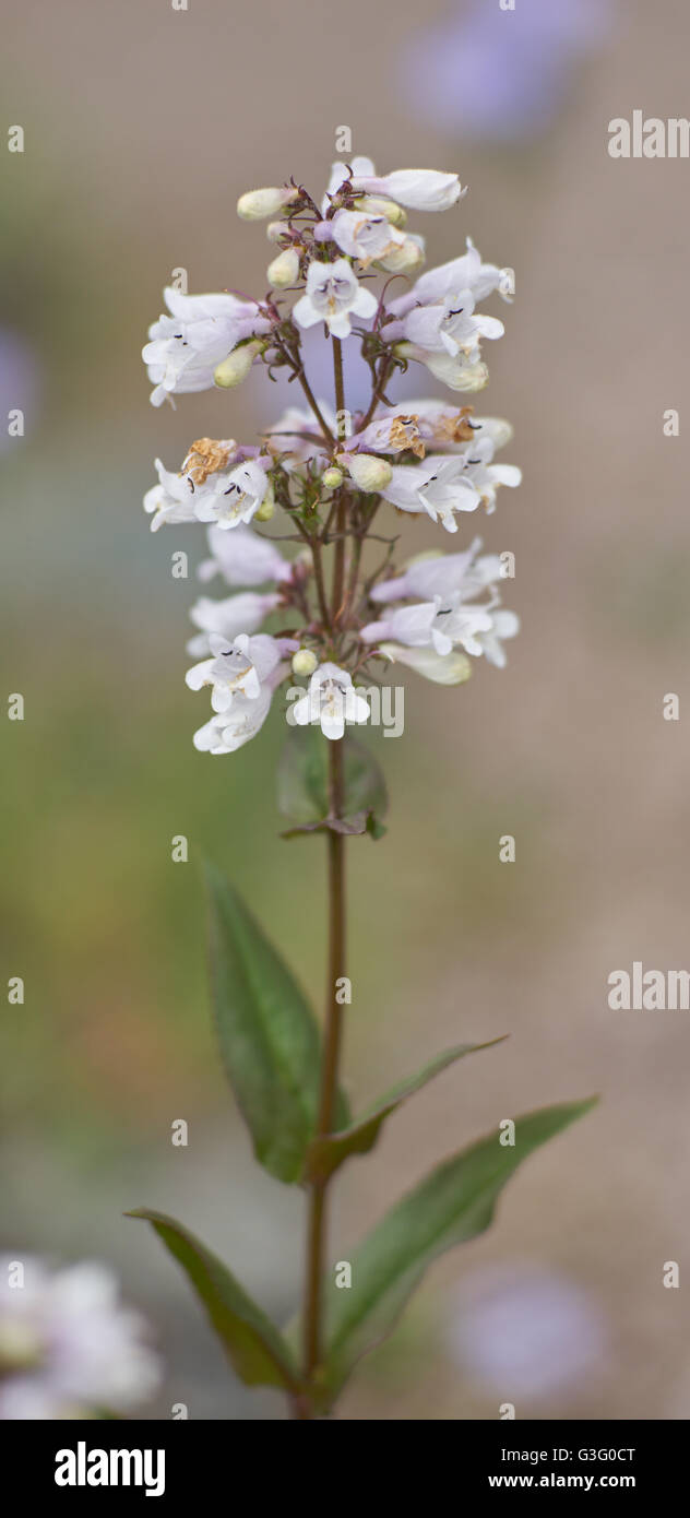 Penstemon digitalis foxglove beard-tongue beardtongue talus slope ...