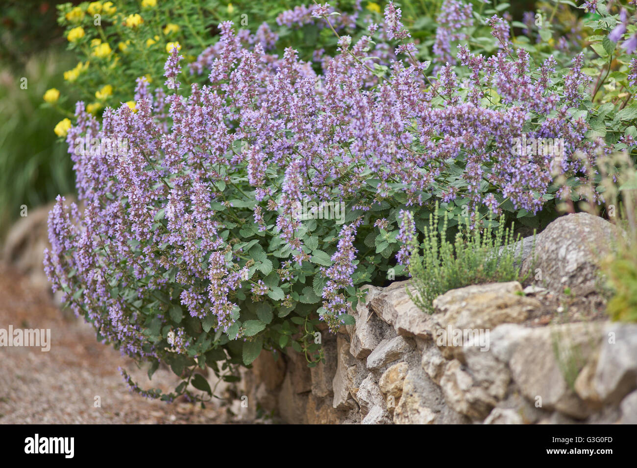Blooming catmint in cluster Nepeta faaseni Stock Photo - Alamy
