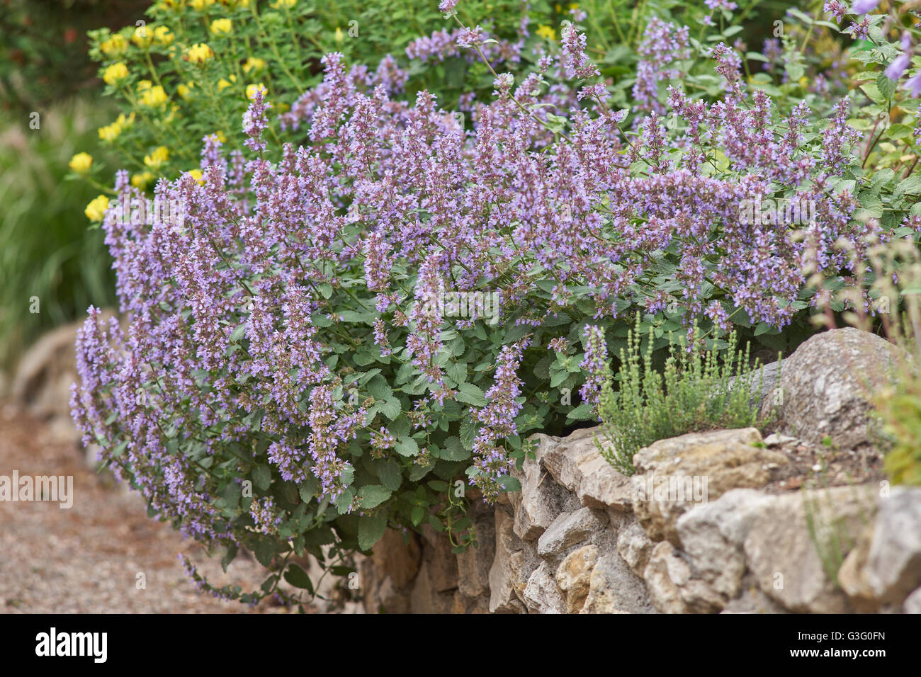 Blooming catmint in cluster Nepeta faaseni Stock Photo - Alamy