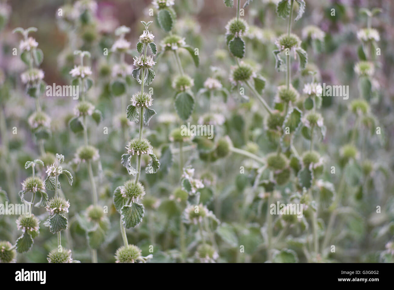 Marrubium vulgare horehound hoarhound flowers and plants Stock Photo ...
