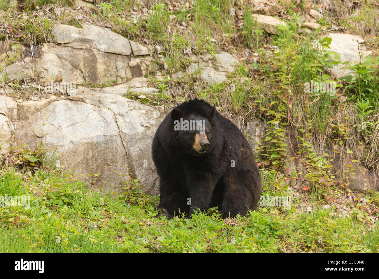 Black bear in its natural setting Stock Photo - Alamy
