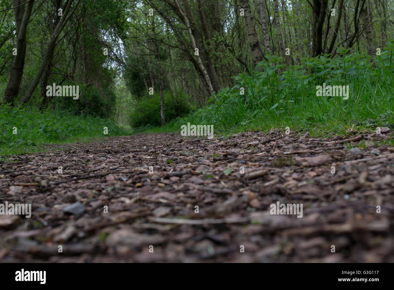 A forest path Stock Photo - Alamy