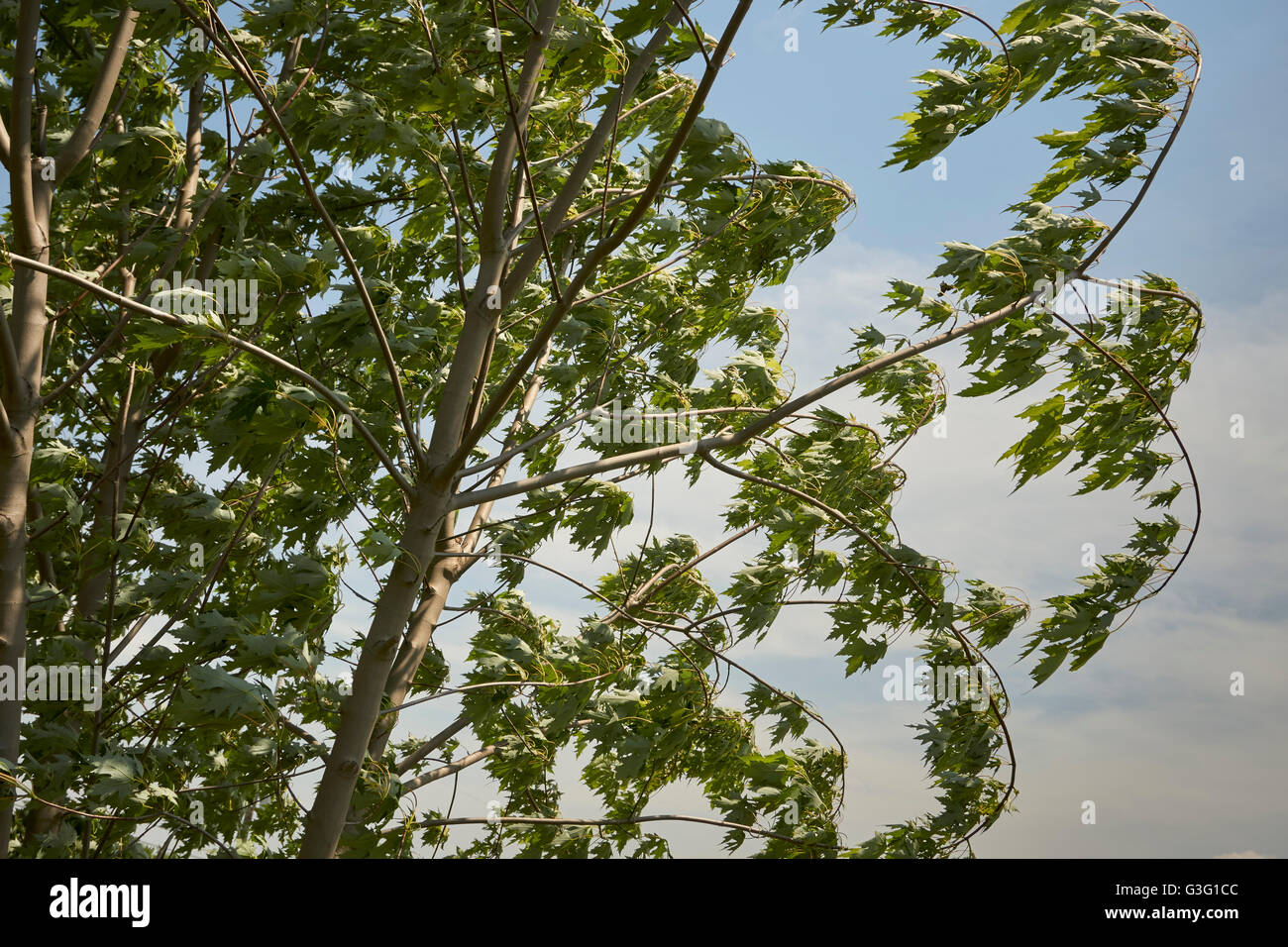 Maple tree branches in a Summer breeze, York, Pennsylvania, USA Stock ...
