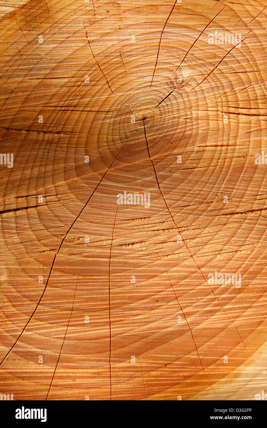 Sawn cracked timber showing annual rings Stock Photo - Alamy