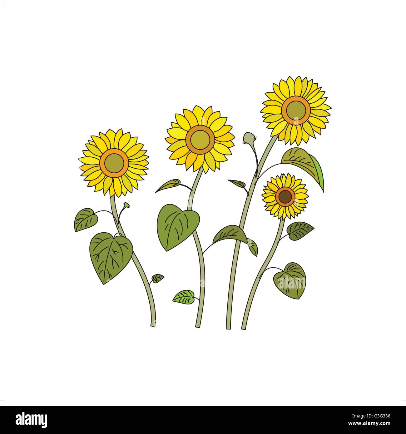 Beautiful four sunflowers vector illustration isolated on white ...