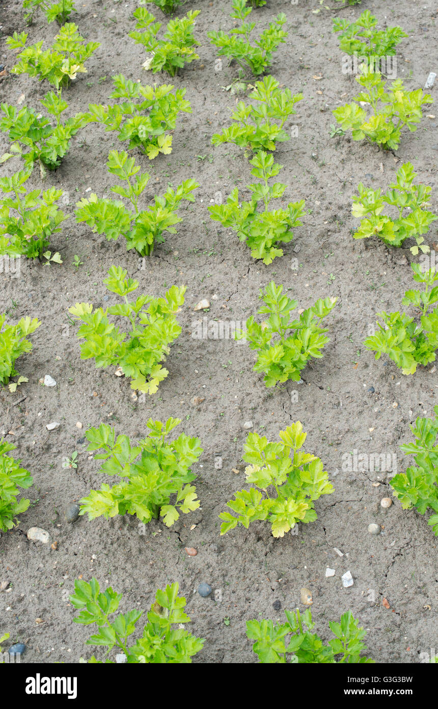 Octavius High Resolution Stock Photography and Images - Alamy