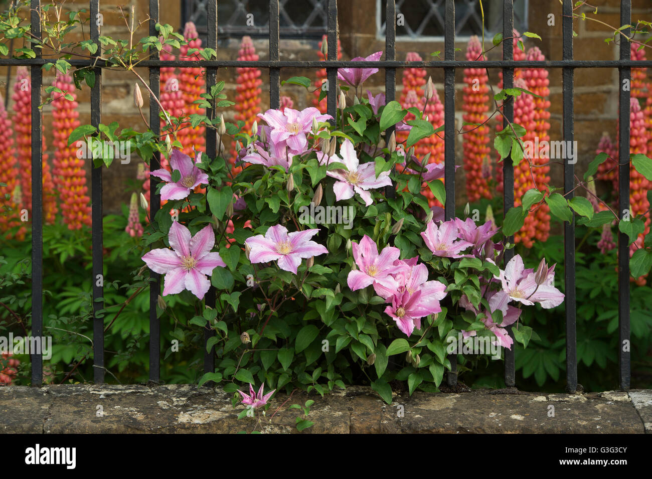 Lupin flower spike hi-res stock photography and images - Alamy